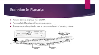 Excretion 9th ppt notes | PPTX