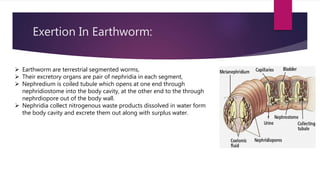 Excretion 9th ppt notes | PPTX