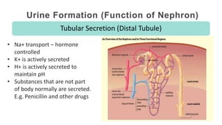 Excretion and interaction of systems | PPTX