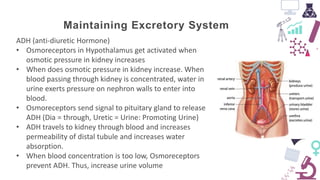 Excretion and interaction of systems | PPTX