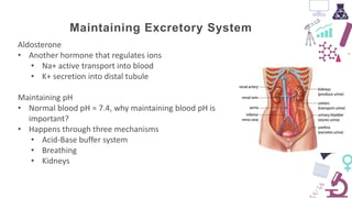 Excretion and interaction of systems | PPTX