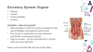 Excretion and interaction of systems | PPTX