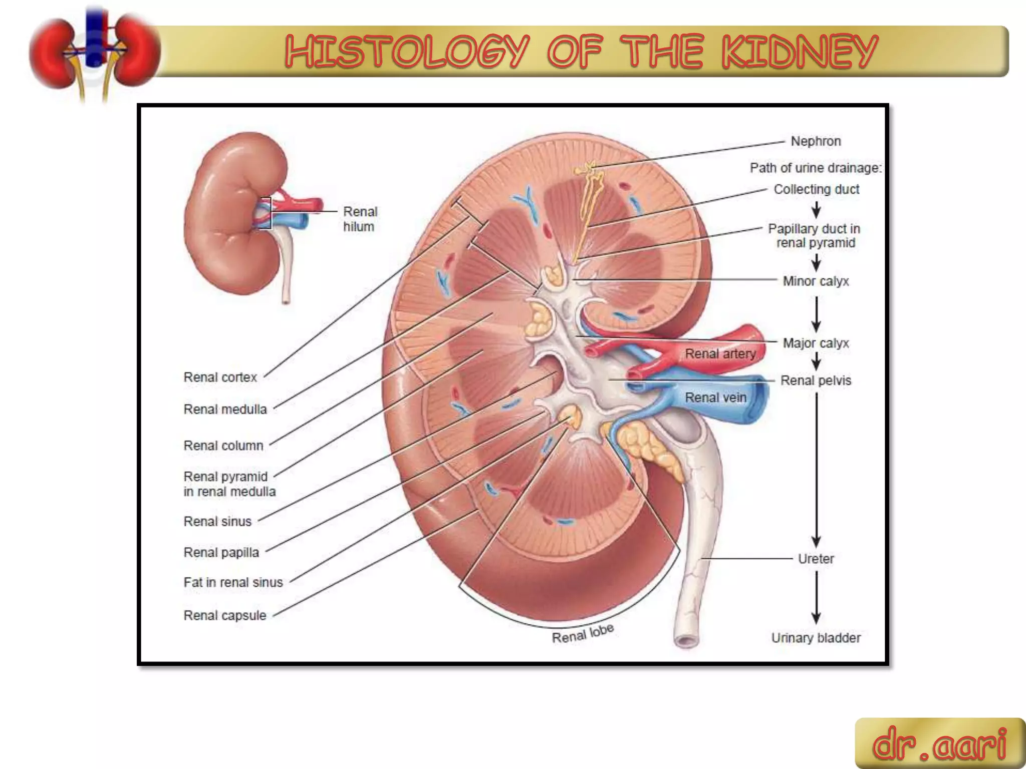 Excretion and osmoregulation | PPSX