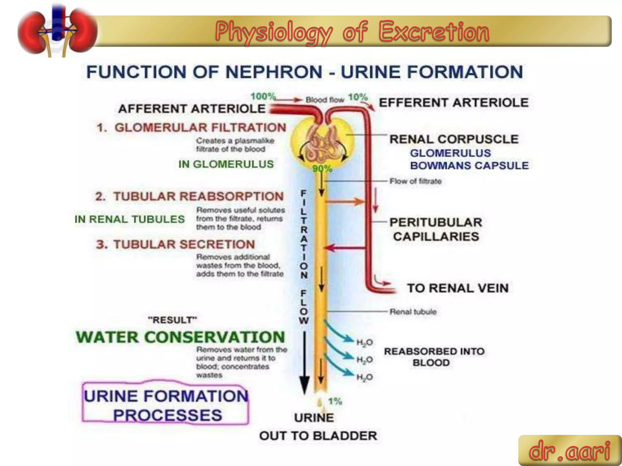 Excretion and osmoregulation | PPSX
