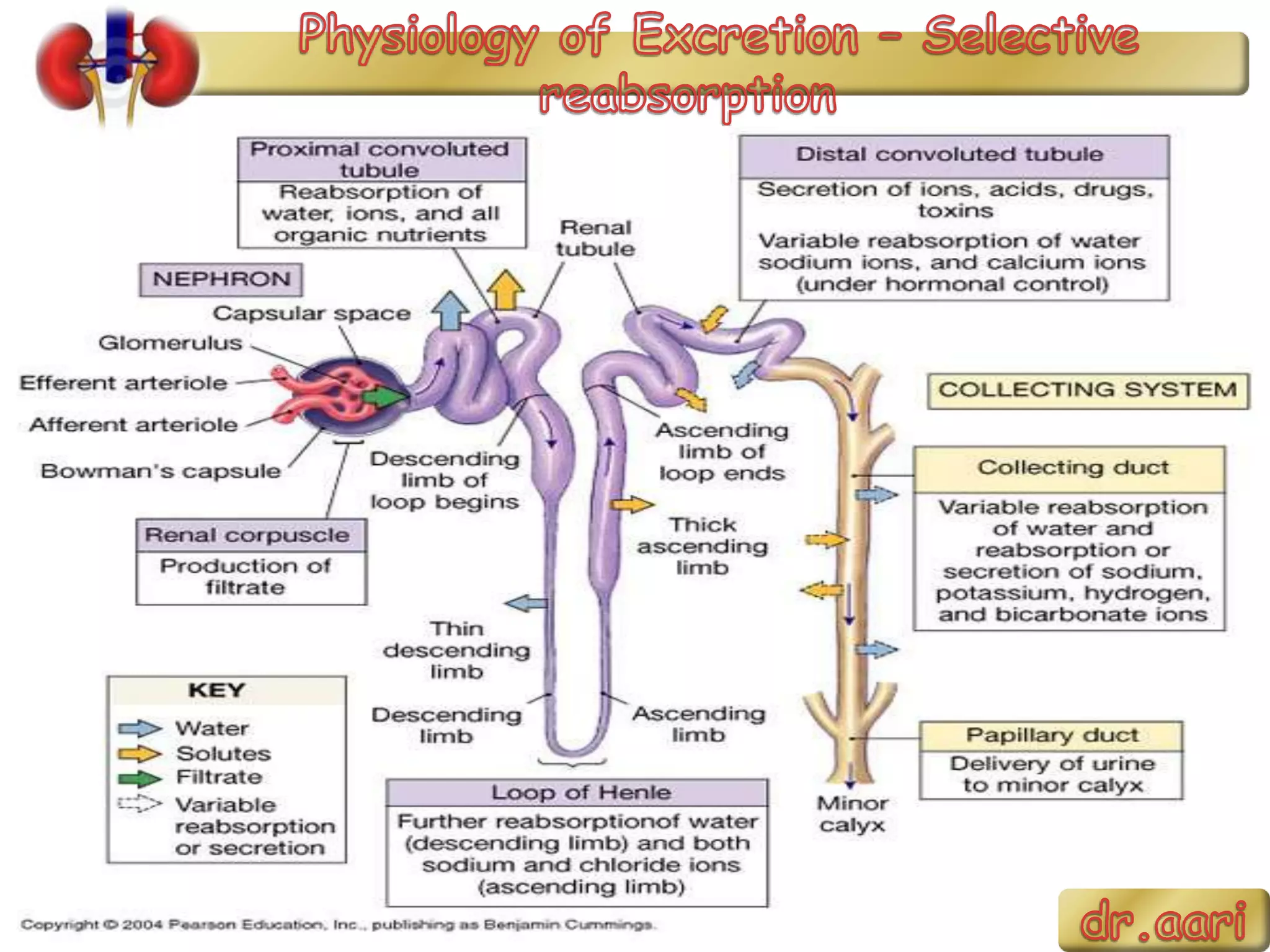 Excretion and osmoregulation | PPSX