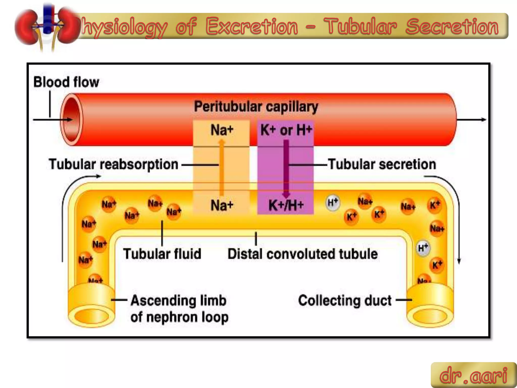 Excretion and osmoregulation | PPSX