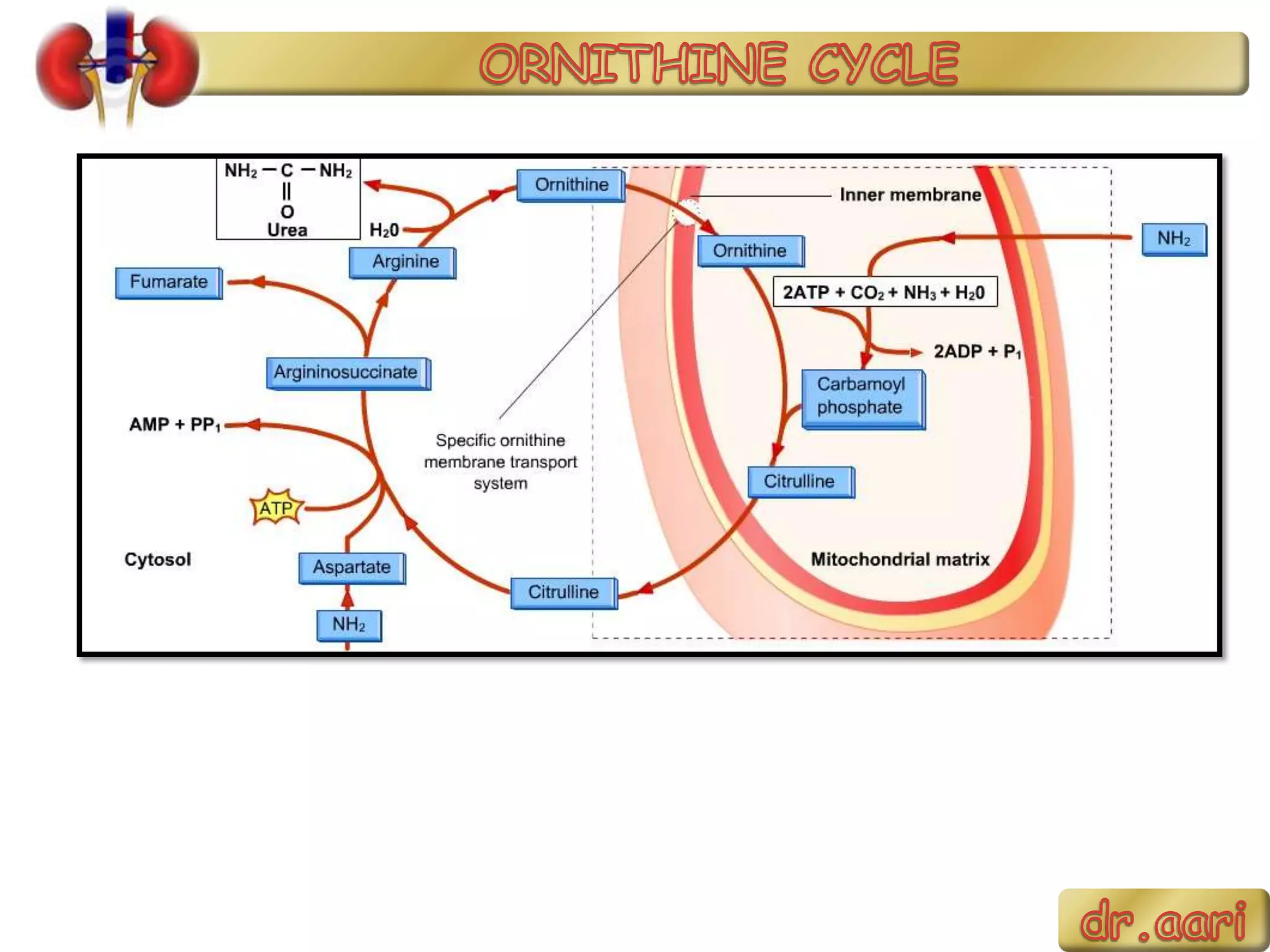 Excretion and osmoregulation | PPSX