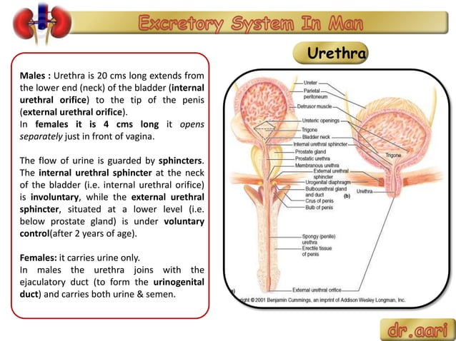Excretion And Osmoregulation Ppsx