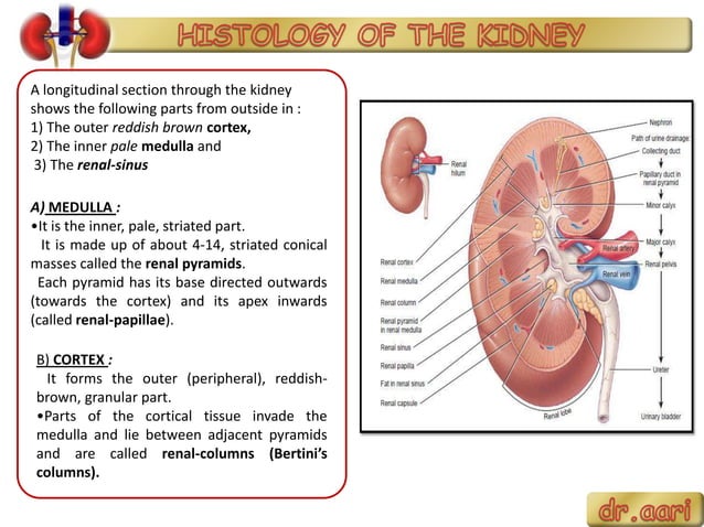 Excretion and osmoregulation | PPSX
