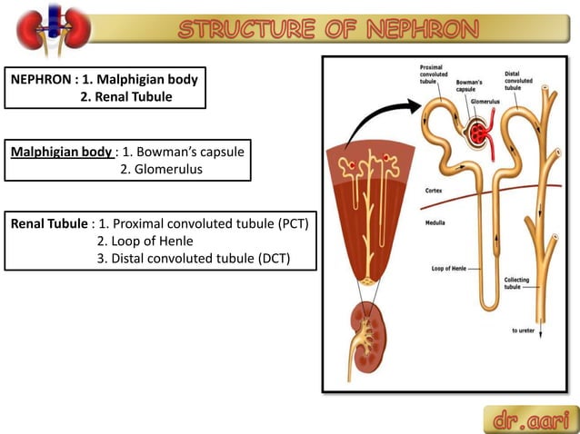 Excretion and osmoregulation | PPSX