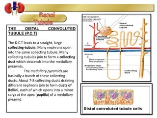 Excretion and osmoregulation | PPSX