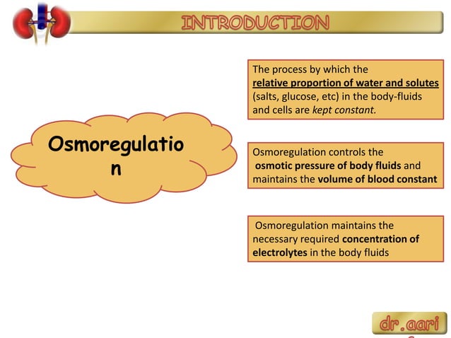 Excretion and osmoregulation | PPSX