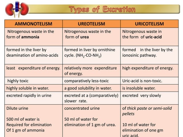 Excretion and osmoregulation | PPSX