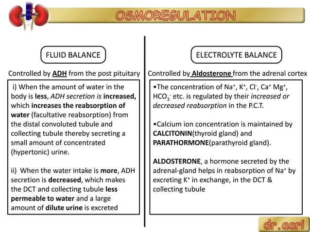 Excretion and osmoregulation | PPSX