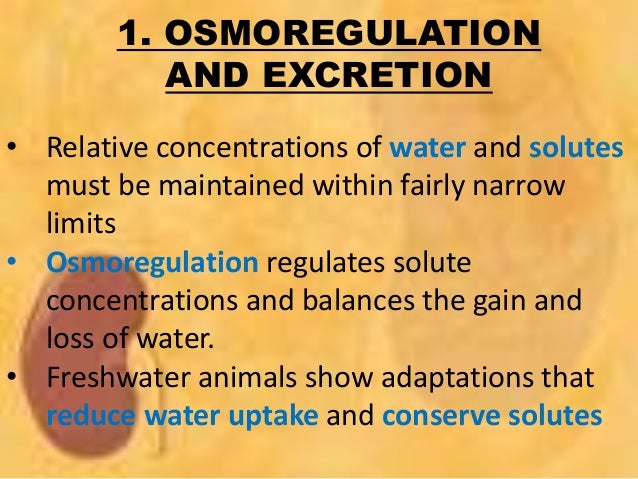 Excretion And Osmoregulation