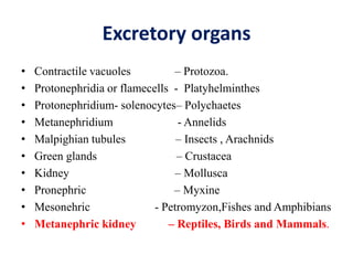 Excretion and osmoregulation | PPTX