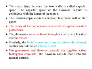Excretion and osmoregulation | PPTX