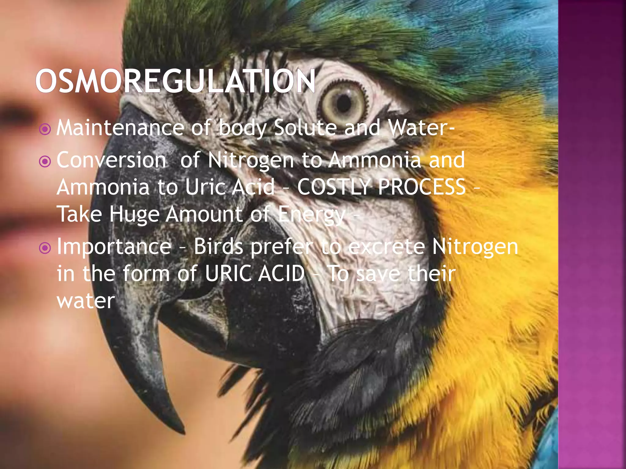 Excretion and osmoregulation in birds | Zoology | Hamad Ahmad | PPT