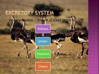 Excretion and osmoregulation in birds | Zoology | Hamad Ahmad | PPT