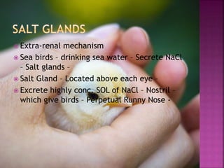 Excretion and osmoregulation in birds | Zoology | Hamad Ahmad | PPT