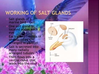 Excretion and osmoregulation in birds | Zoology | Hamad Ahmad