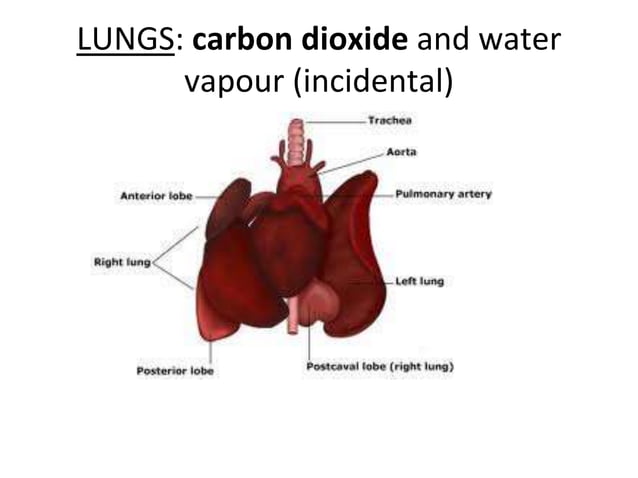 iGCSE Biology Notes Excretion and the kidneys.pptx