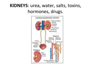 iGCSE Biology Notes Excretion and the kidneys.pptx
