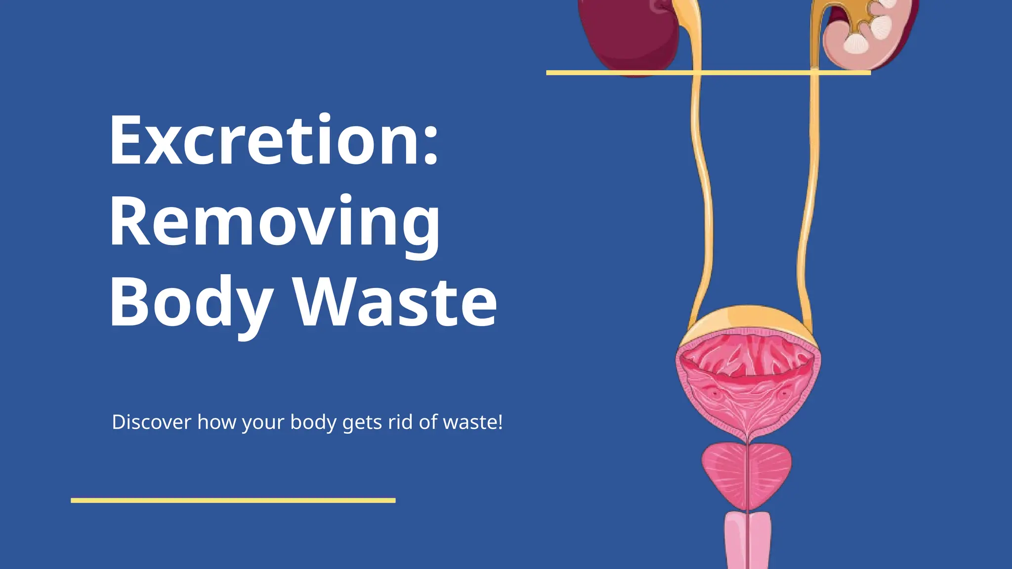 Excretion [Autosaved].pptx ............................. | PPTX