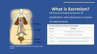 Excretion [Autosaved].pptx ............................. | PPTX