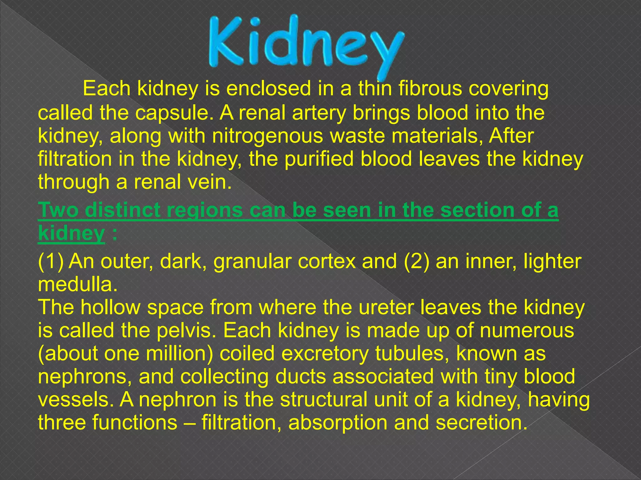 Excretion (biology) class 10th | PPTX