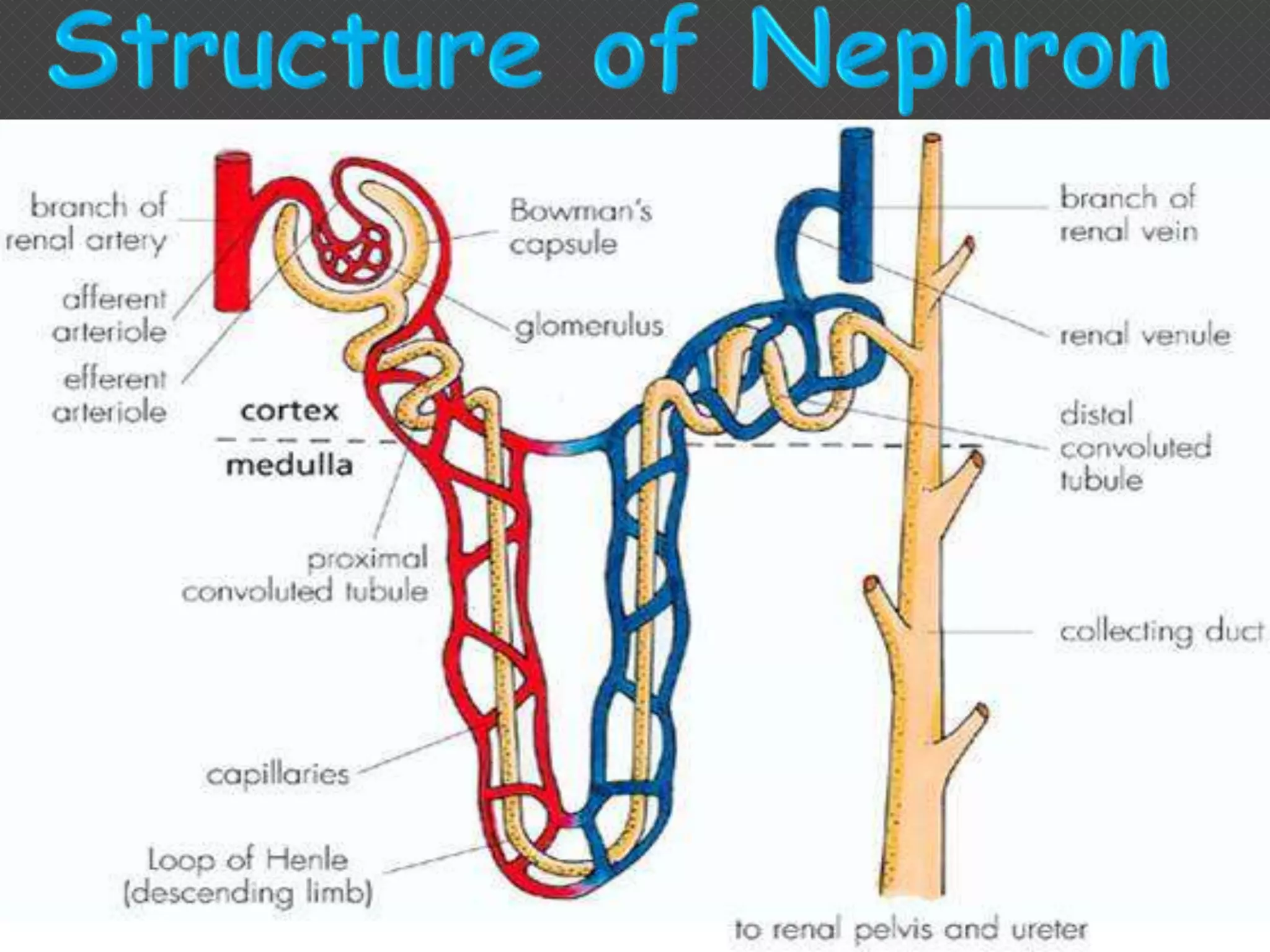 Excretion (biology) class 10th | PPTX