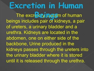 Excretion (biology) class 10th | PPTX