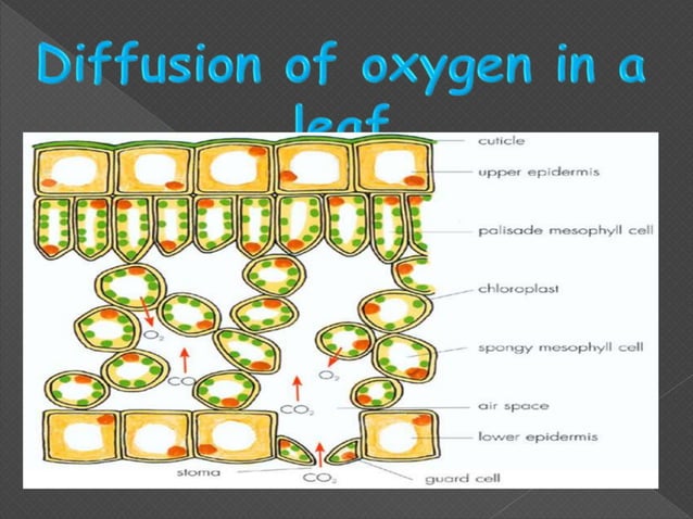 Excretion (biology) class 10th | PPTX