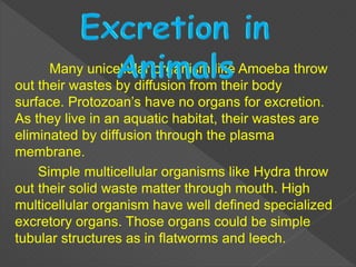 Excretion (biology) class 10th | PPTX