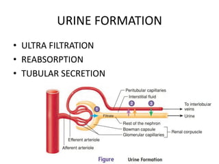 EXCRETION-STRUCTURE OF NEPHRON,URINE FORMATION | PDF