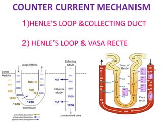 EXCRETION-STRUCTURE OF NEPHRON,URINE FORMATION | PDF