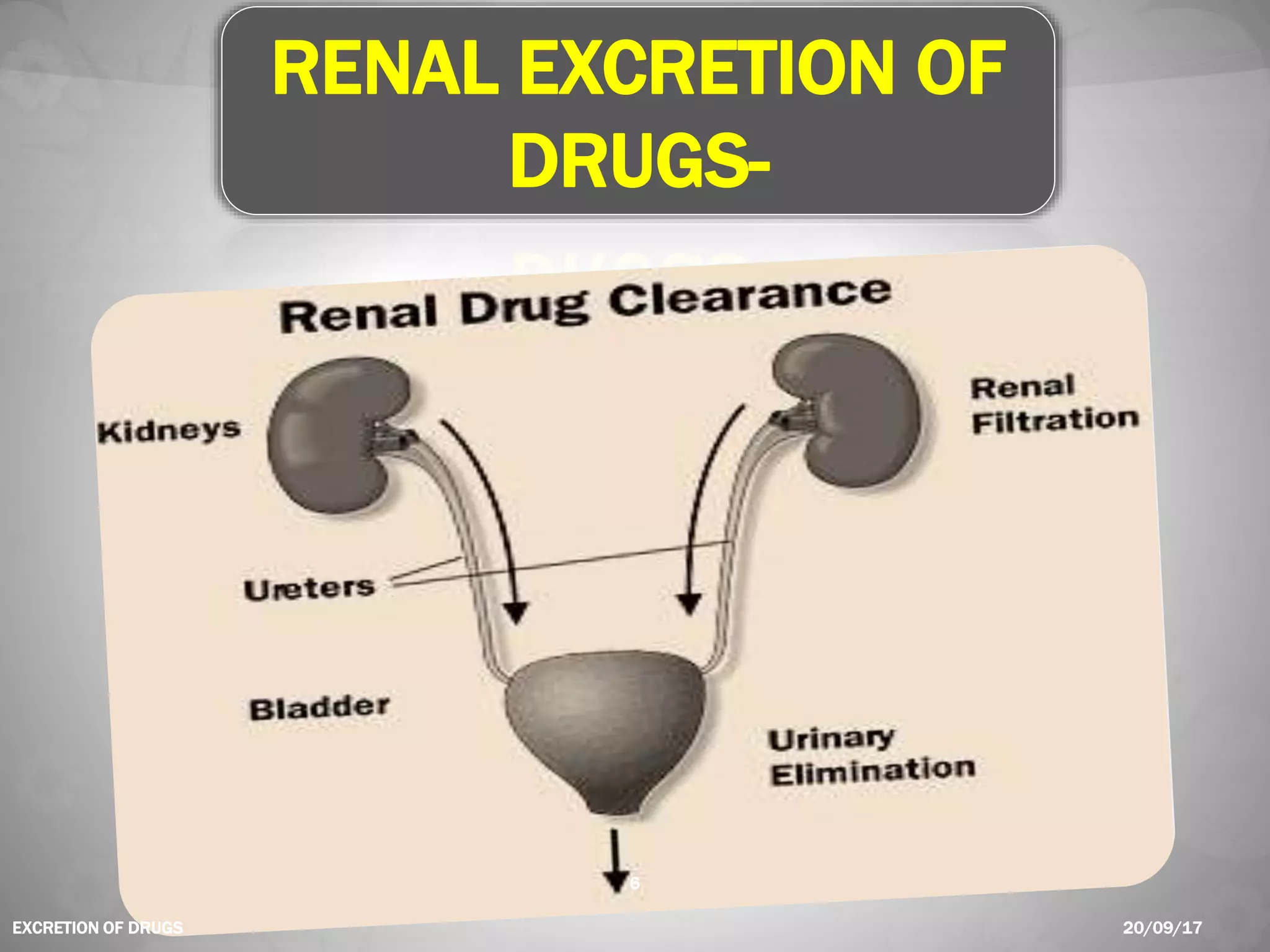 Excretion of drugs | PPTX