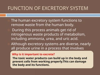 EXCRETION GRADE 8. pptx | PPTX