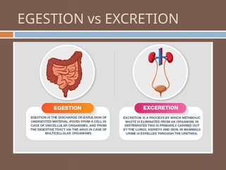 EXCRETION GRADE 8. pptx | PPTX