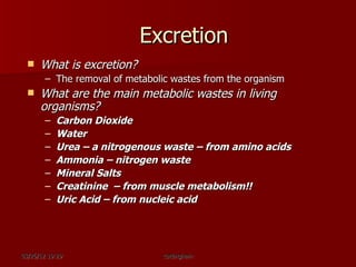 Excretion h onors master | PPT
