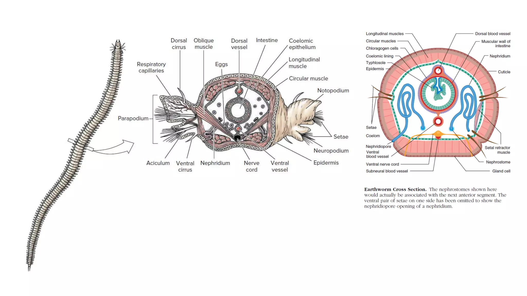 EXCRETION IN ANNELIDA.pdf