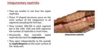 EXCRETION IN ANNELIDA.pdf