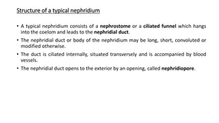 EXCRETION IN ANNELIDA.pdf