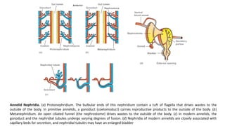 EXCRETION IN ANNELIDA.pdf