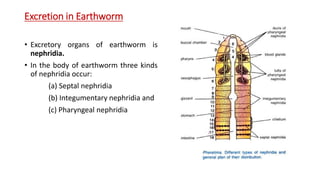 EXCRETION IN ANNELIDA.pdf