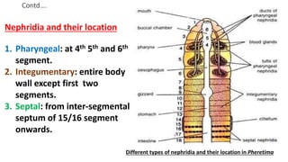 EXCRETION IN EARTHWORM for high school.pptx