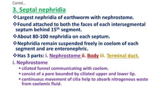 EXCRETION IN EARTHWORM for high school.pptx