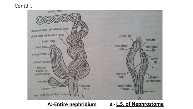 EXCRETION IN EARTHWORM for high school.pptx