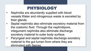 Excretion in higher invertebrates.pptx