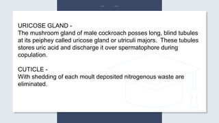 Excretion in higher invertebrates.pptx